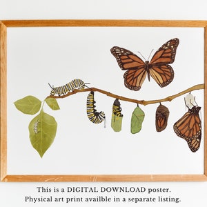 Monarch Butterfly Life Cycle Poster - Nature Watercolor Wall Art - Etsy