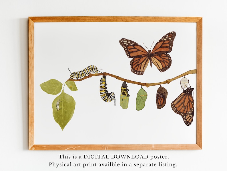 Monarch Butterfly Life Cycle Poster Nature Watercolor Wall - Etsy