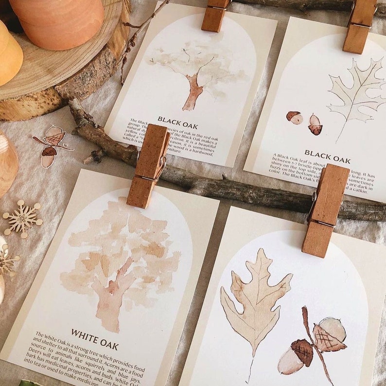 Tree Identification Flash Cards I Tree Study Flash Cards I - Etsy