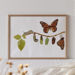 Monarch Butterfly Life Cycle Poster - Nature Watercolor Wall Art - Etsy