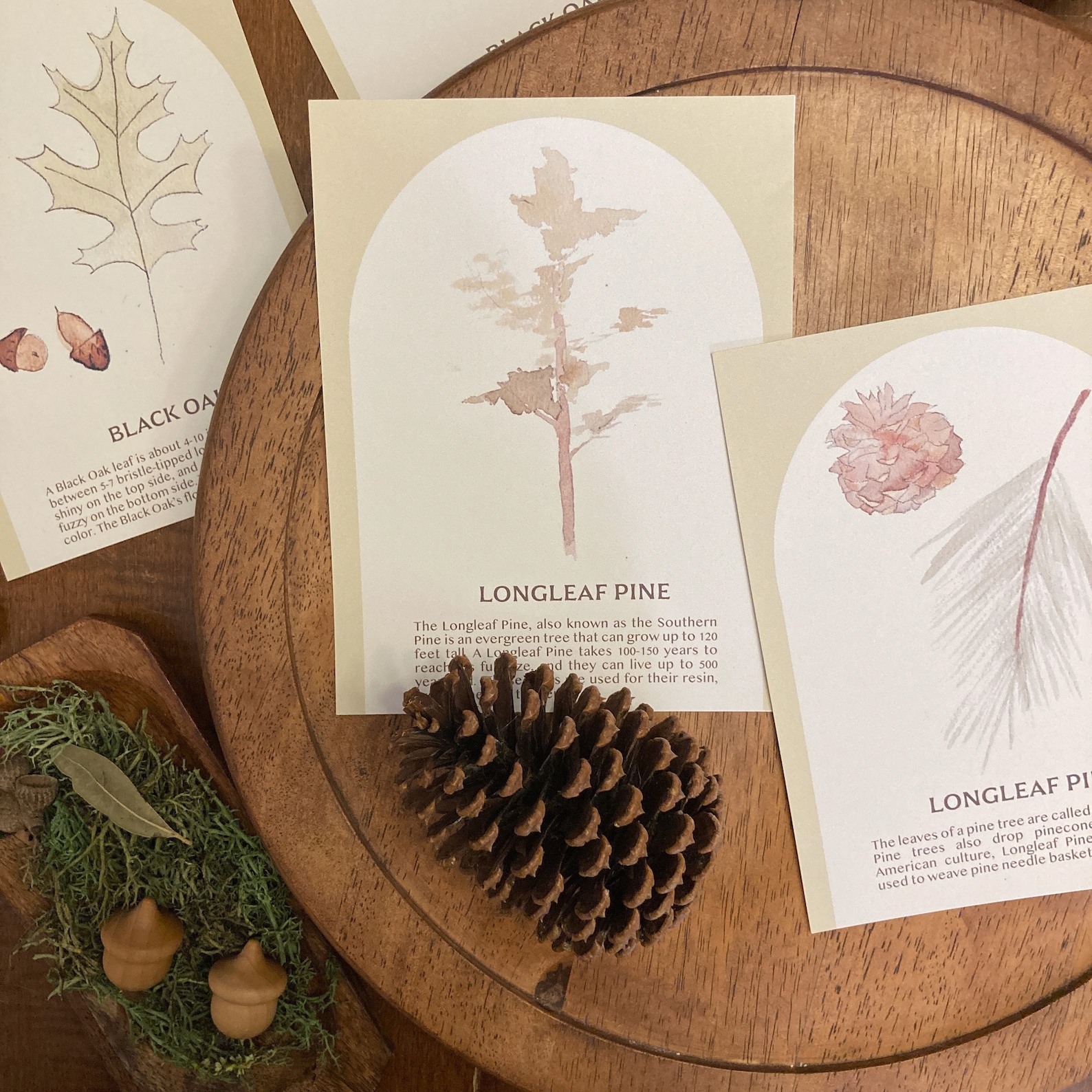 Tree Unit Study Bundle Nature Education Printable Tree - Etsy