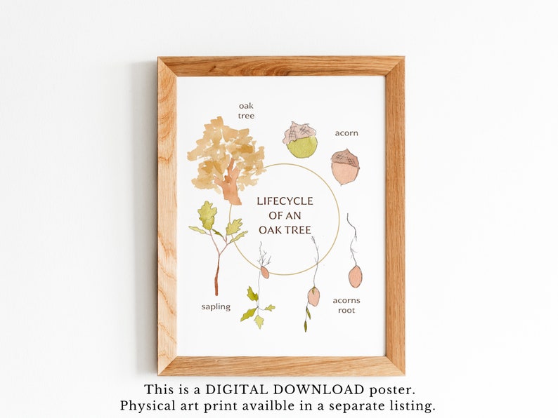 Lifecycle of an Acorn Digital Poster - Tree Life Cycle - Watercolor Art ...