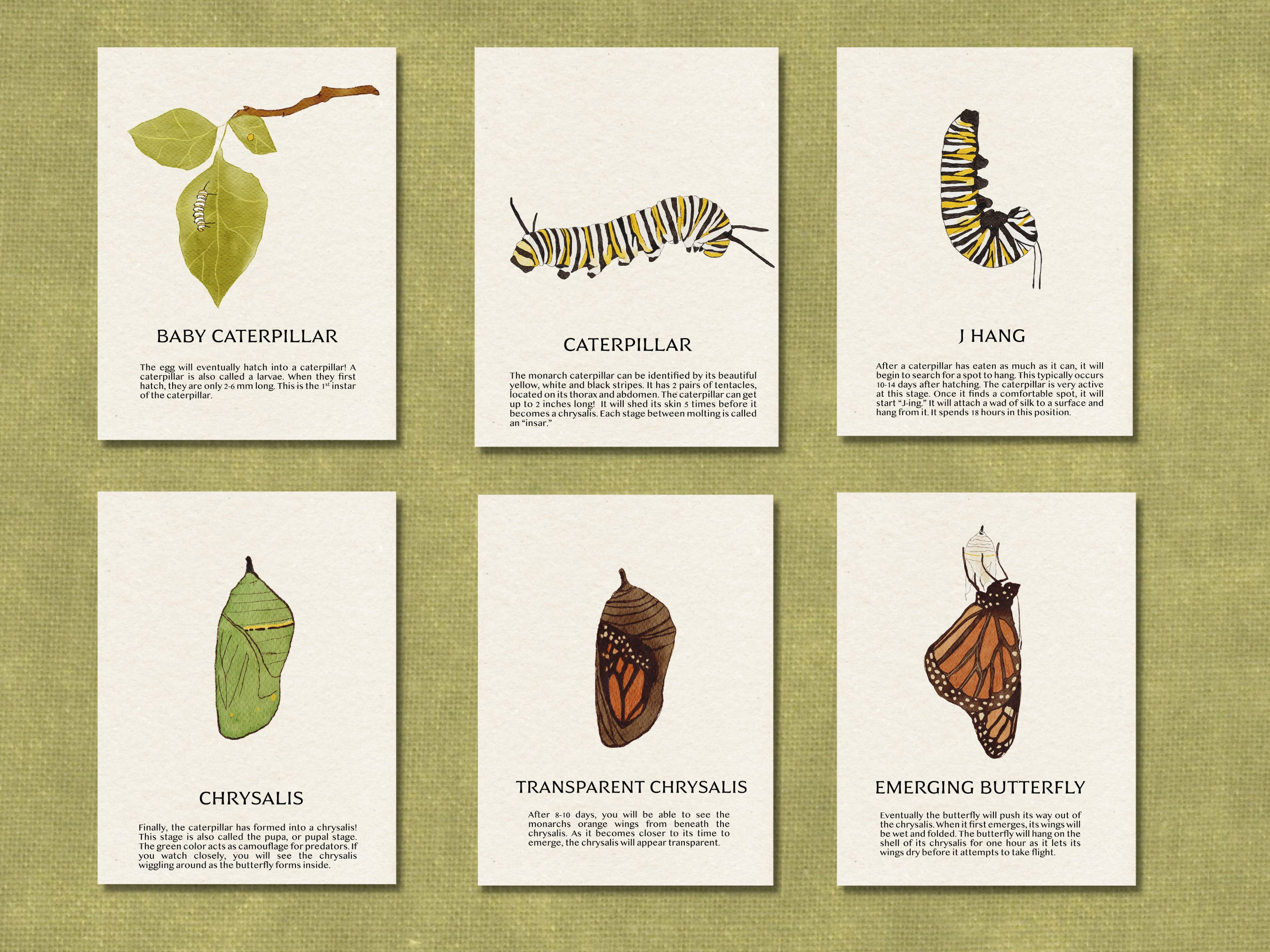 Butterfly Life Cycle Flash Cards Lifecycle of a Monarch Printable - Etsy