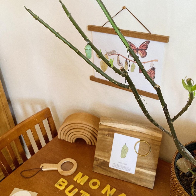 Monarch Butterfly Life Cycle Unit Study Nature Homeschool - Etsy