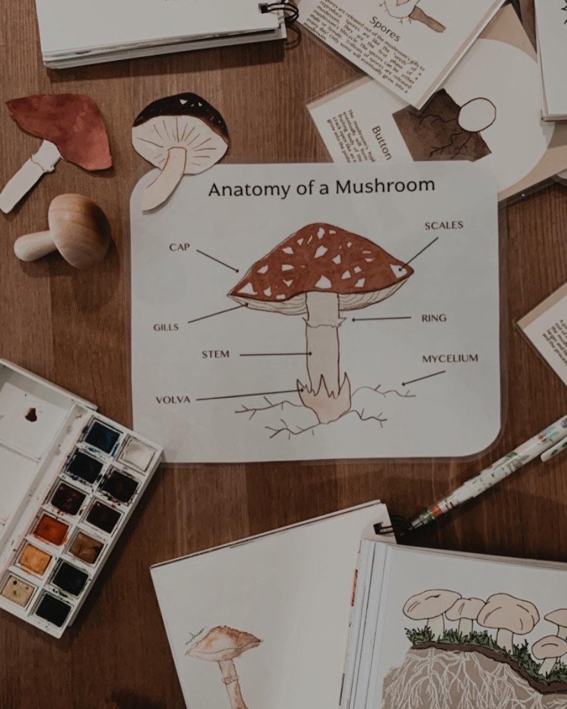 Mushroom Unit Study Bundle Watercolor Nature Education - Etsy