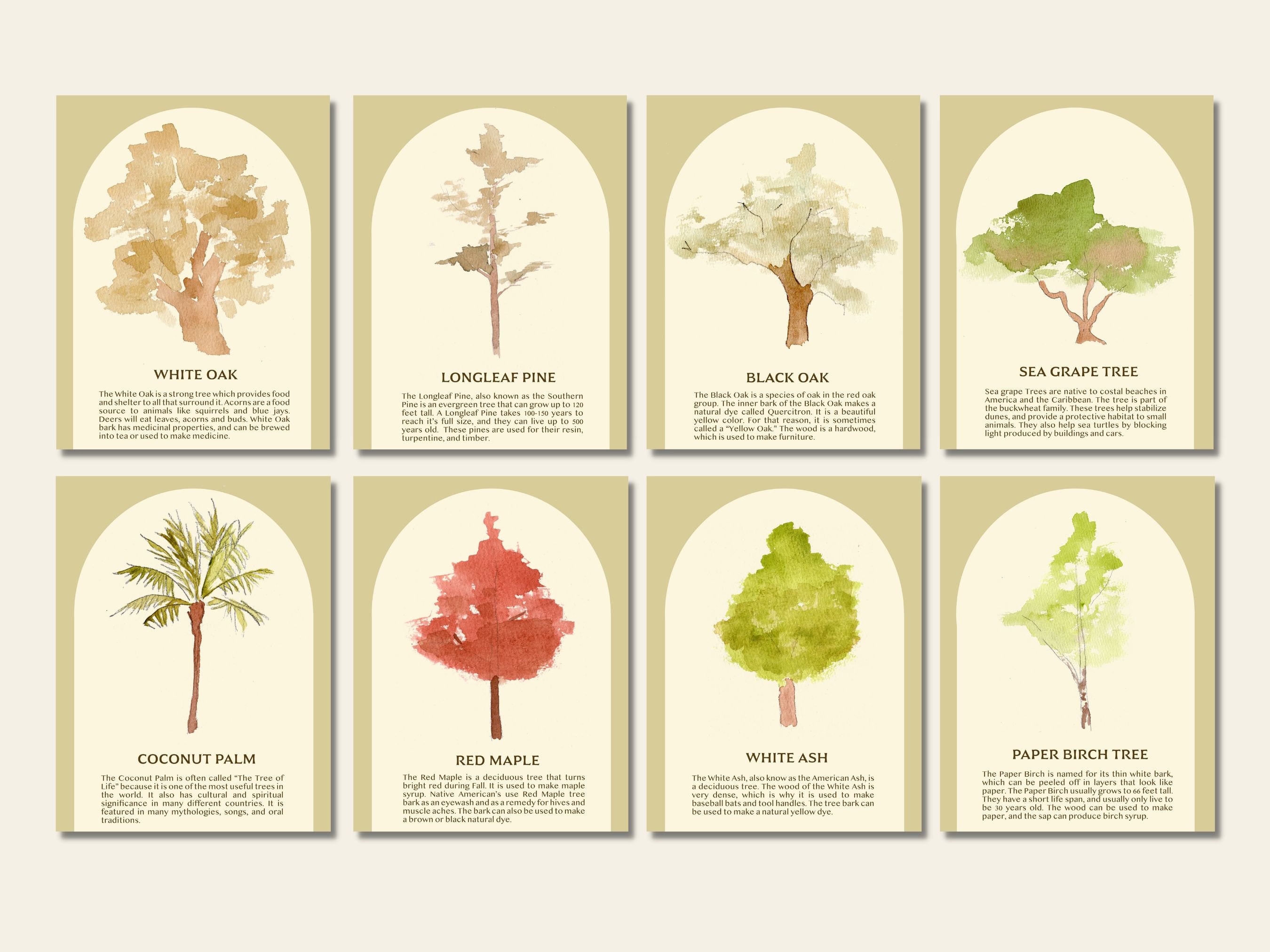 Tree Identification Flash Cards I Tree Study Flash Cards I Nature Study ...
