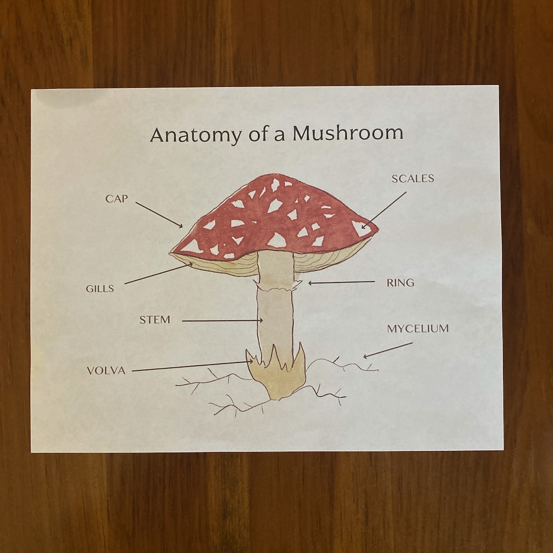 Anatomy of a Mushroom Printable Worksheet Poster Mushroom | Etsy