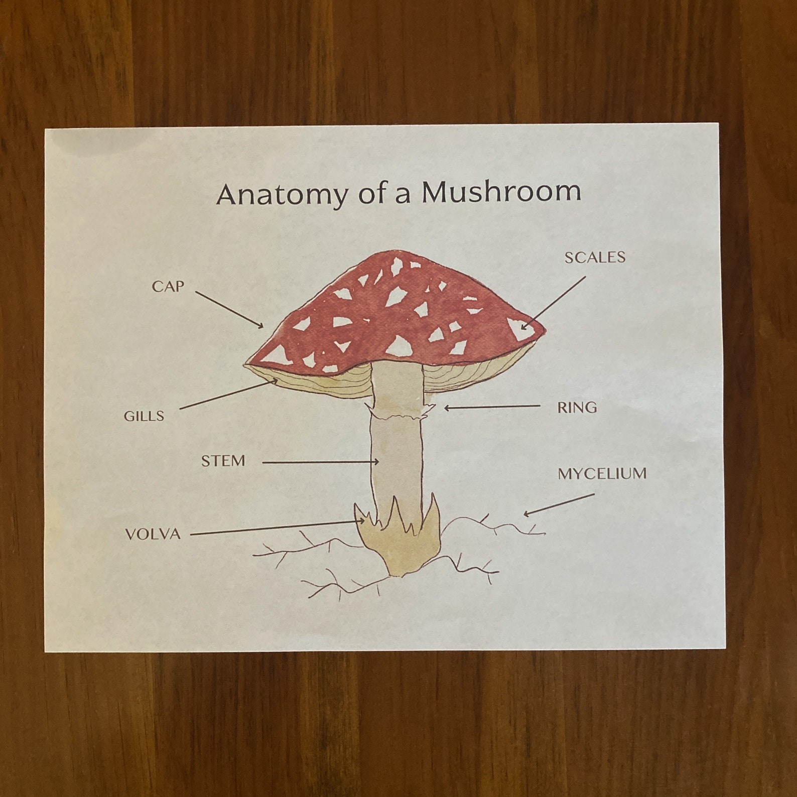 Anatomy of a Mushroom Printable Worksheet Poster Mushroom | Etsy