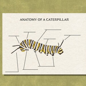 Anatomy of a Caterpillar - Monarch Butterfly Study - Printable Nature ...