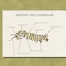 Anatomy of a Caterpillar - Monarch Butterfly Study - Printable Nature ...