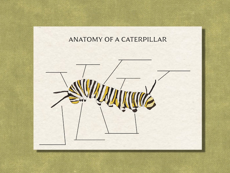 Anatomy of a Caterpillar - Monarch Butterfly Study - Printable Nature ...