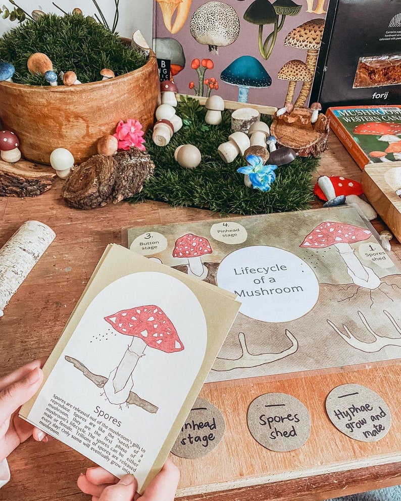 Mushroom Unit Study Bundle Watercolor Nature Education - Etsy