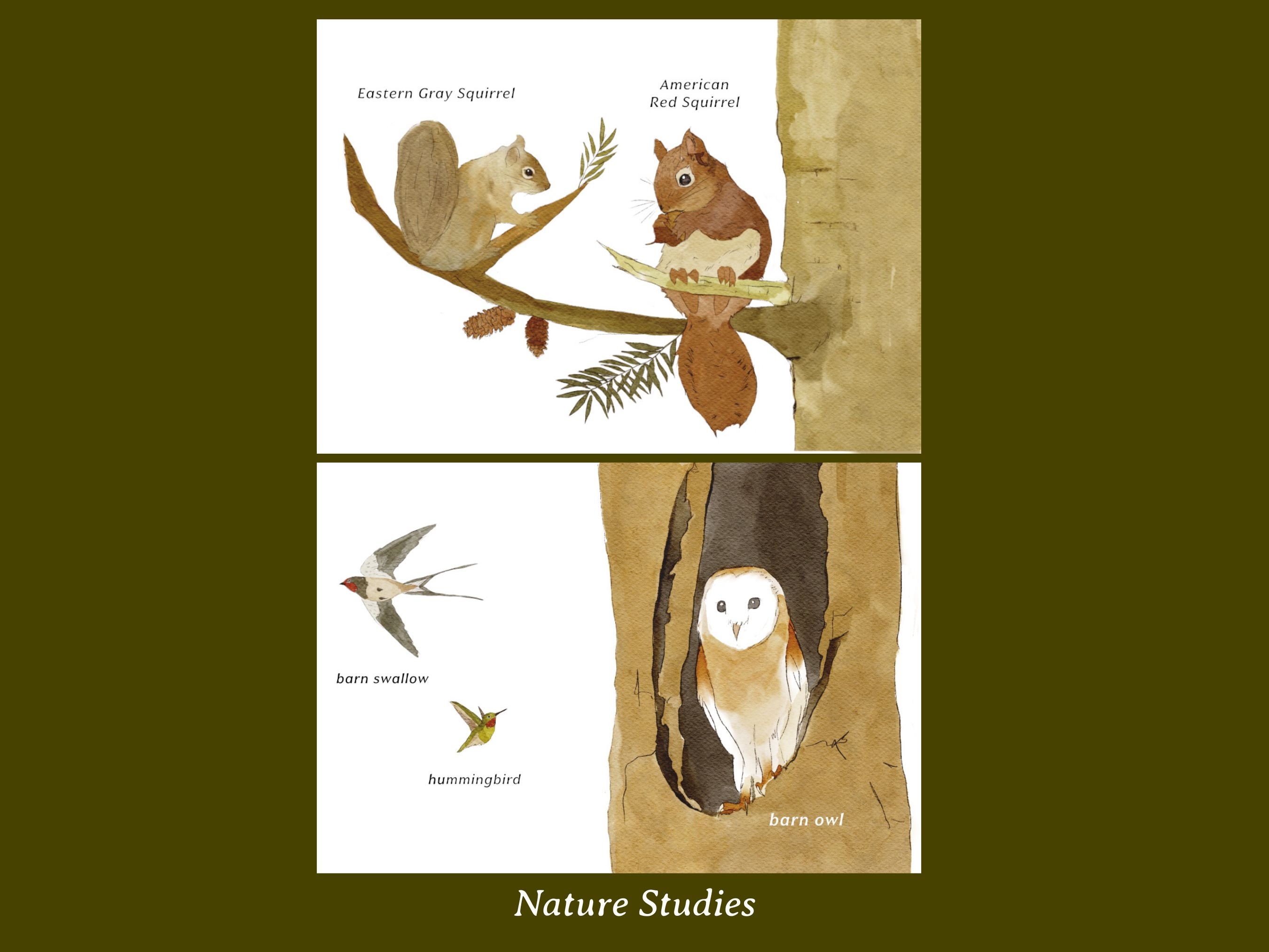 Kinder Forest - Nature Based Kindergarten & First Grade Curriculum ...