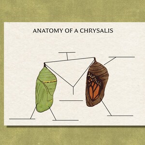 Anatomy of a Chrysalis - Monarch Butterfly Life Cycle Study - Printable ...