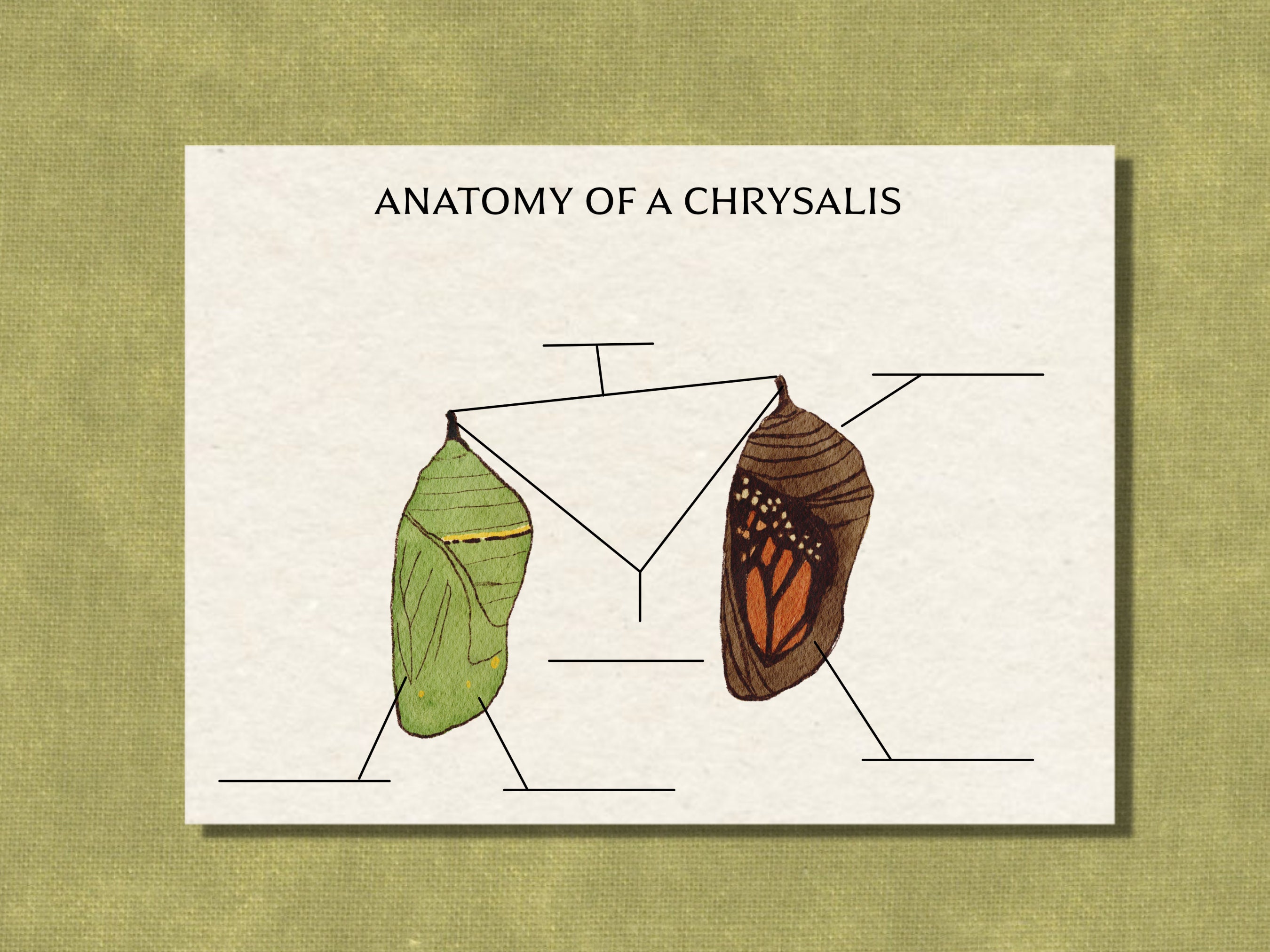 Chrysalis Template