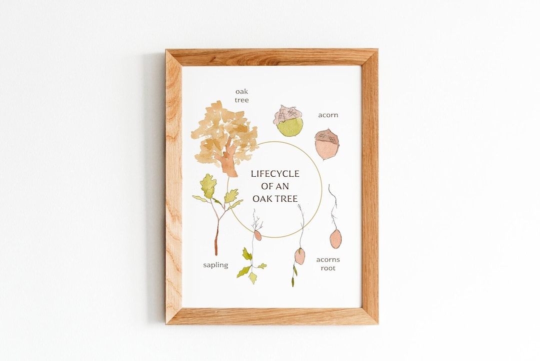 Lifecycle of an Acorn Digital Poster - Tree Life Cycle - Watercolor Art ...