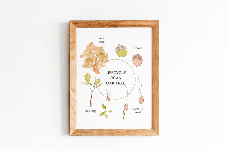 Lifecycle of an Acorn Digital Poster Tree Life Cycle - Etsy