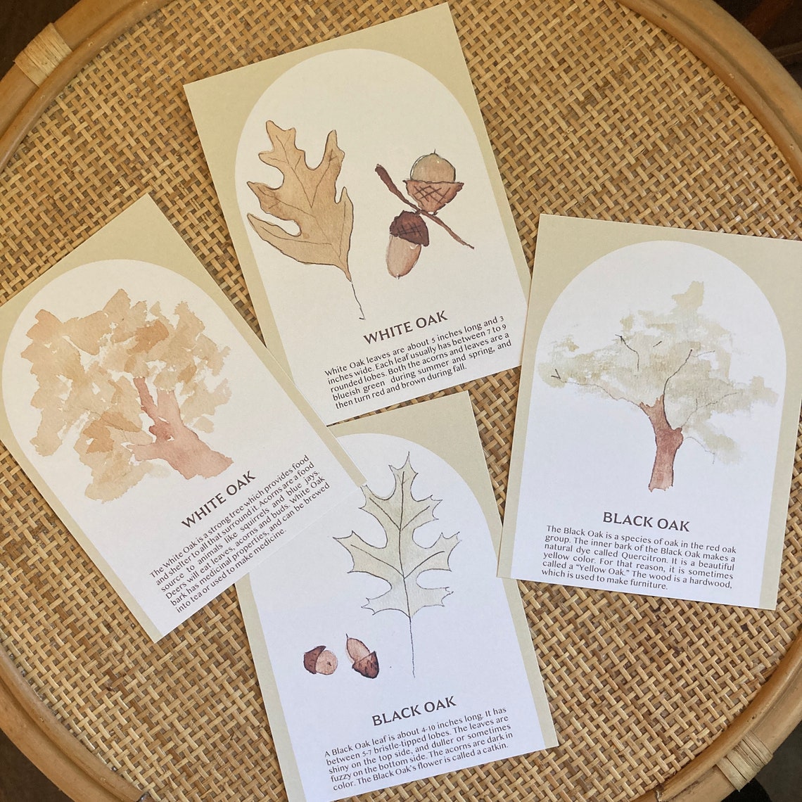 Tree Unit Study Bundle Nature Education Printable Tree | Etsy