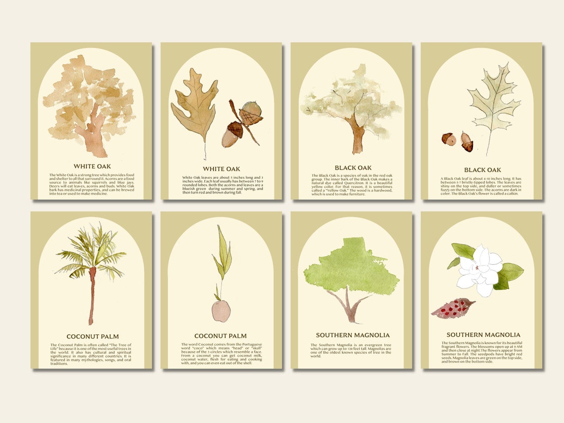 Tree Identification Flash Cards I Tree Study Flash Cards I - Etsy