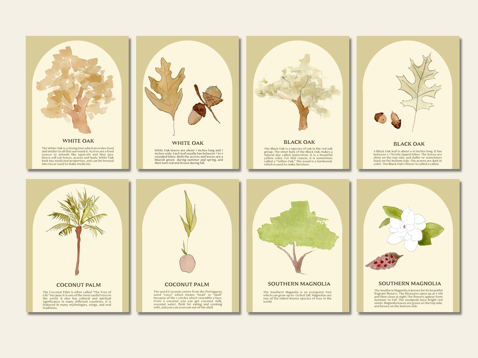 Tree Identification Flash Cards I Tree Study Flash Cards I - Etsy