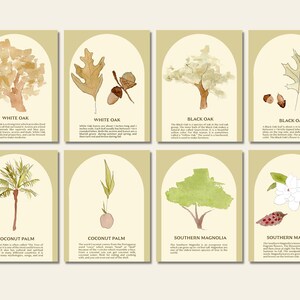 Tree Identification Flash Cards I Tree Study Flash Cards I Nature Study ...