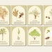 Tree Identification Flash Cards I Tree Study Flash Cards I Nature Study ...