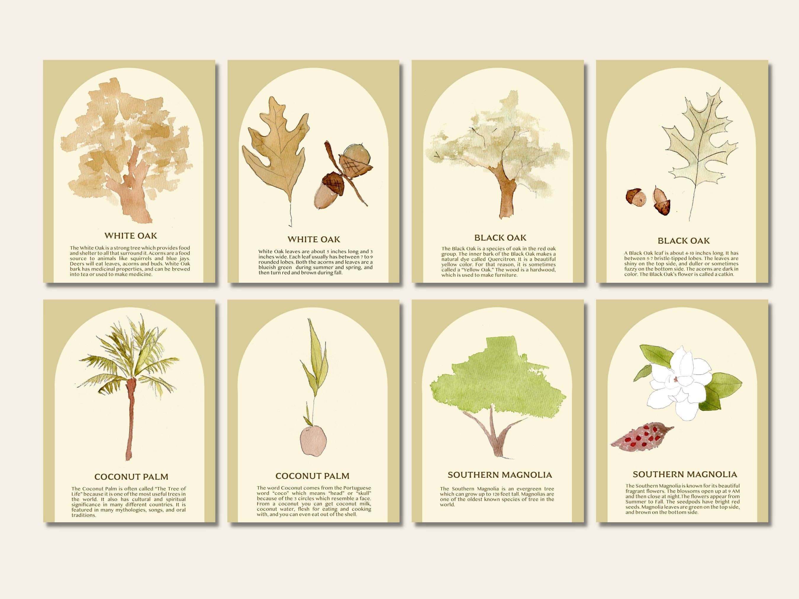 Tree Identification Flash Cards I Tree Study Flash Cards I - Etsy