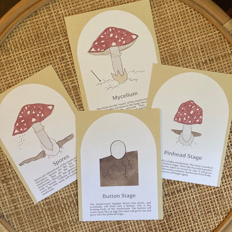 Mushroom Stage Flash Cards - Mushroom Unit Study - Nature Education ...