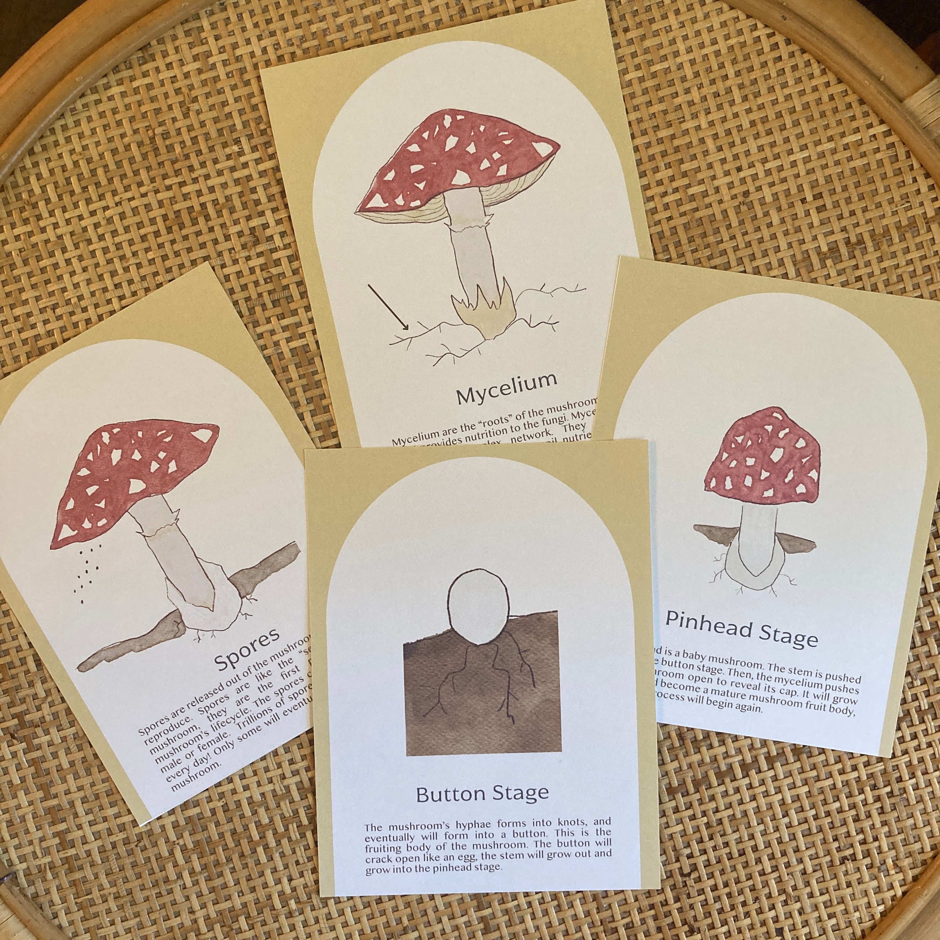 Mushroom Stage Flash Cards - Mushroom Unit Study - Nature Education ...