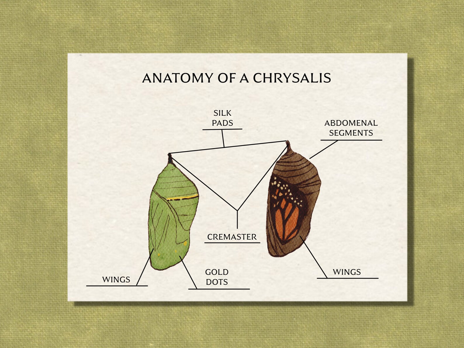 Anatomy of a Chrysalis Monarch Butterfly Life Cycle Study Printable ...