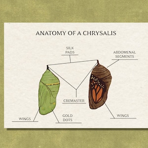 Anatomy of a Chrysalis Monarch Butterfly Life Cycle Study Printable ...