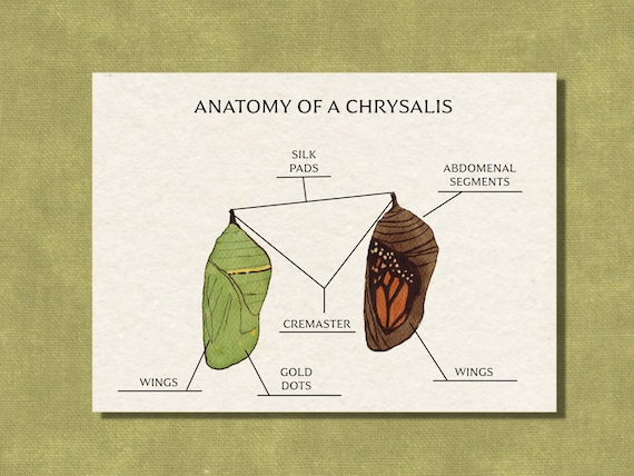 Anatomy of a Chrysalis Monarch Butterfly Life Cycle Study - Etsy Australia