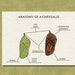 Anatomy of a Chrysalis Monarch Butterfly Life Cycle Study Printable ...
