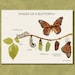 Monarch Butterfly Life Cycle Unit Study - Nature Homeschool Curriculum ...