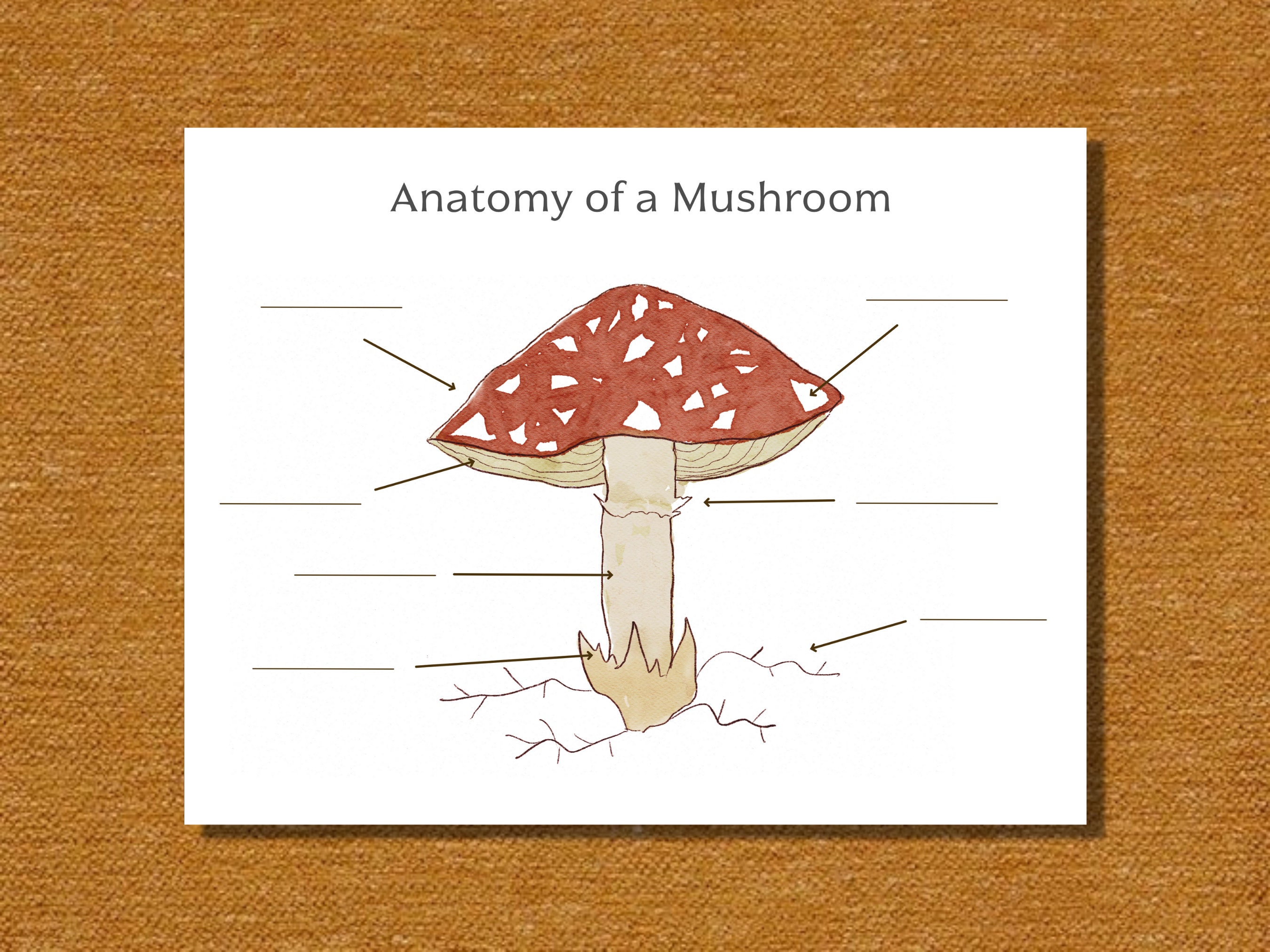 Anatomy of a Mushroom Printable Worksheet Poster Mushroom - Etsy UK