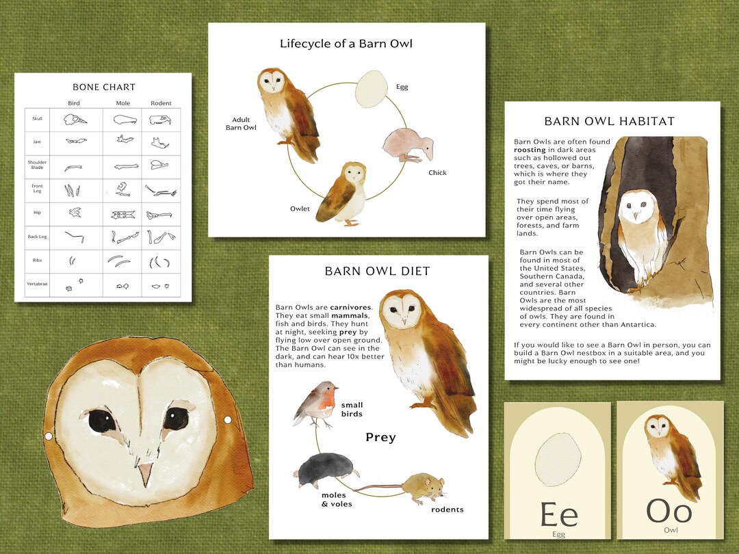 Barn Owl Study Nature Homeschool Curriculum Printable Nature Unit Study ...