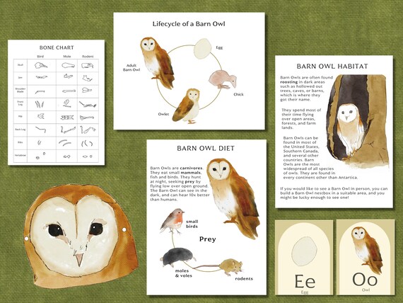 Printable Pictures Of Barn Owl