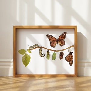 Monarch Butterfly Life Cycle Poster - Nature Watercolor Wall Art - Etsy