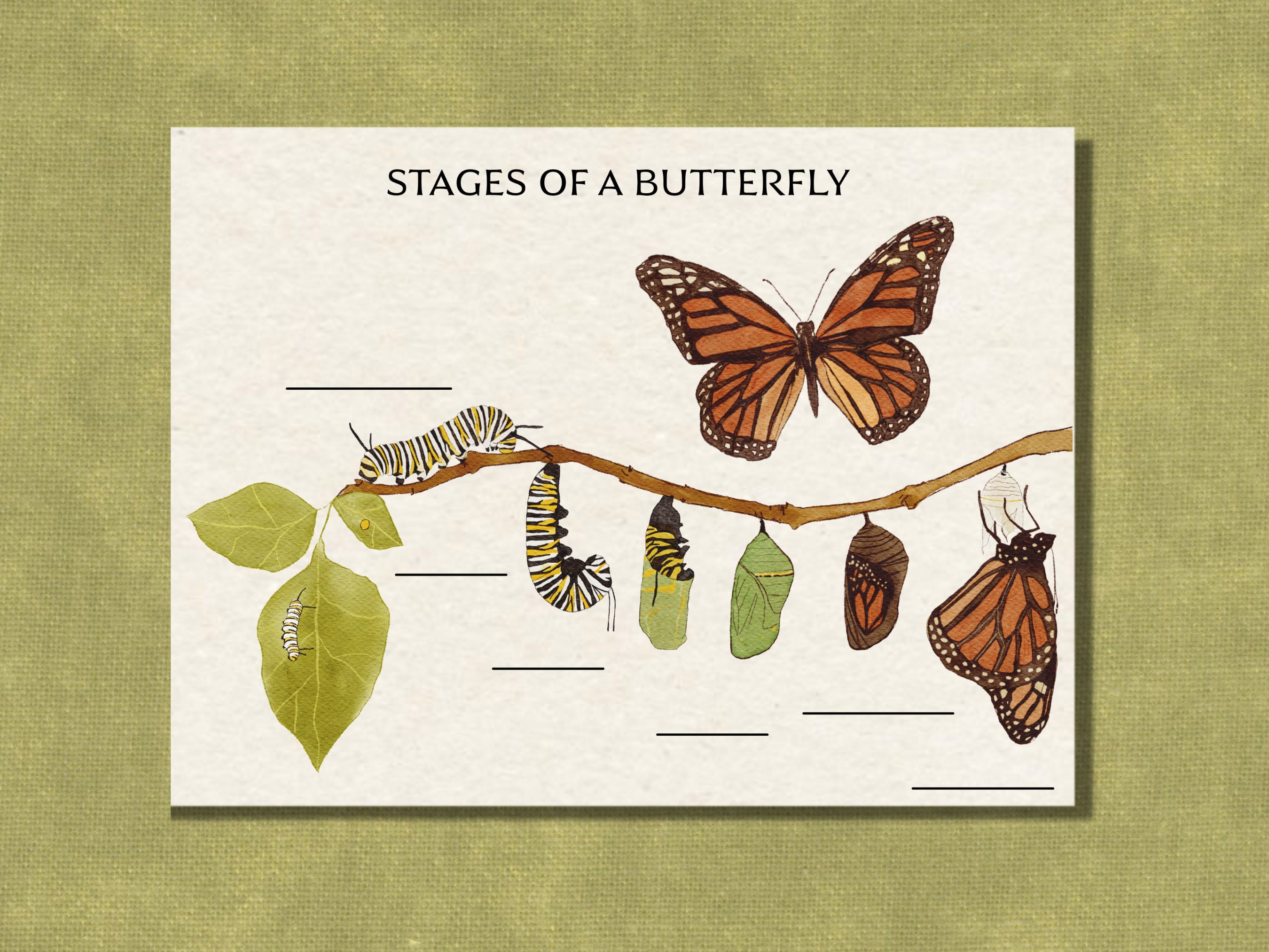 Stages of a Butterfly Worksheet - Watercolor Study Poster - Nature ...