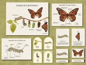 Monarch Butterfly Life Cycle Unit Study Nature Homeschool - Etsy Canada