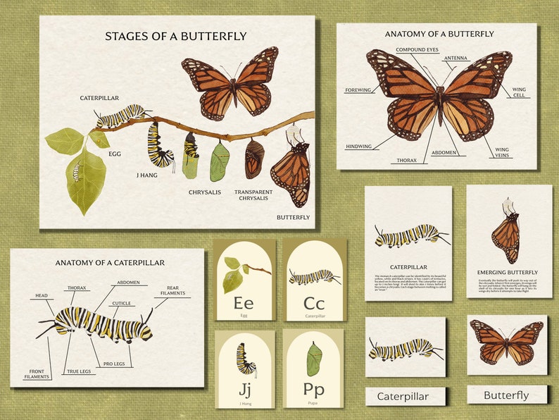 Monarch Butterfly Life Cycle Unit Study Nature Homeschool - Etsy