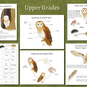 Barn Owl Study - Nature Homeschool Curriculum - Printable Nature Unit ...