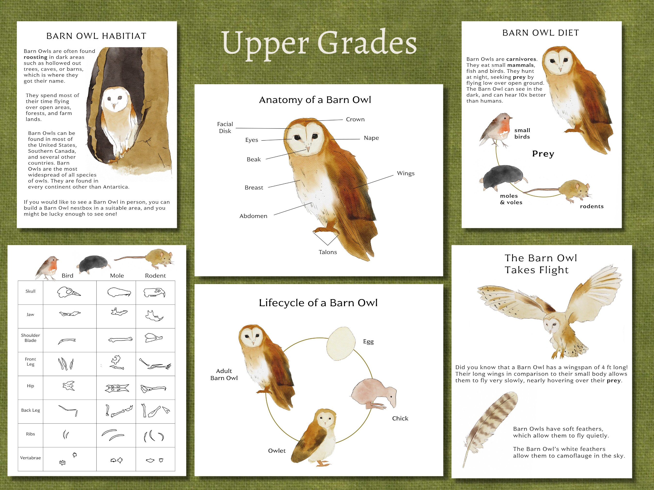 Barn Owl Food Web Sheet