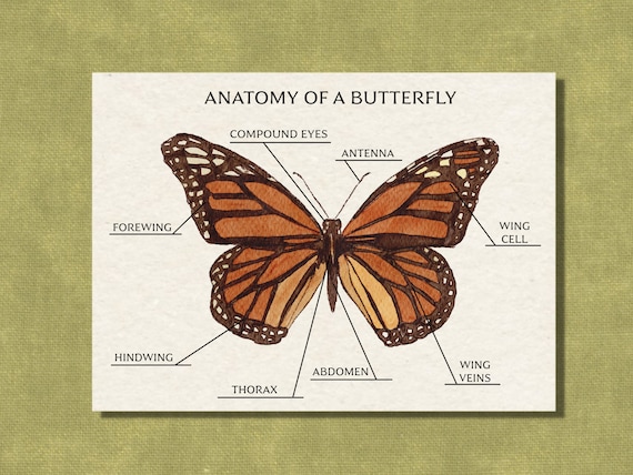 Anatomy of a Butterfly Monarch Butterfly Study Printable - Etsy Canada