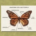 Anatomy of a Butterfly Monarch Butterfly Study Printable Nature Science ...