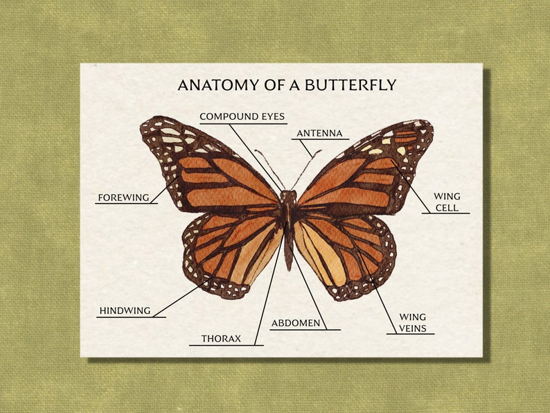Anatomy of a Butterfly - Monarch Butterfly Study - Printable Nature ...