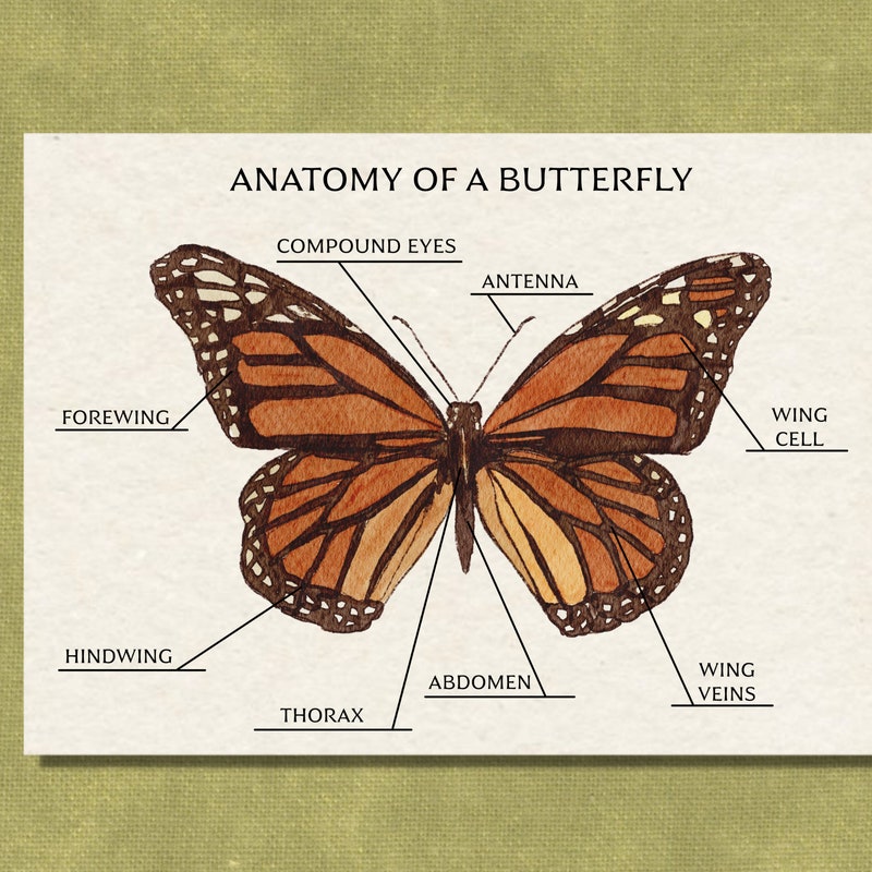 Butterfly Anatomy - Etsy