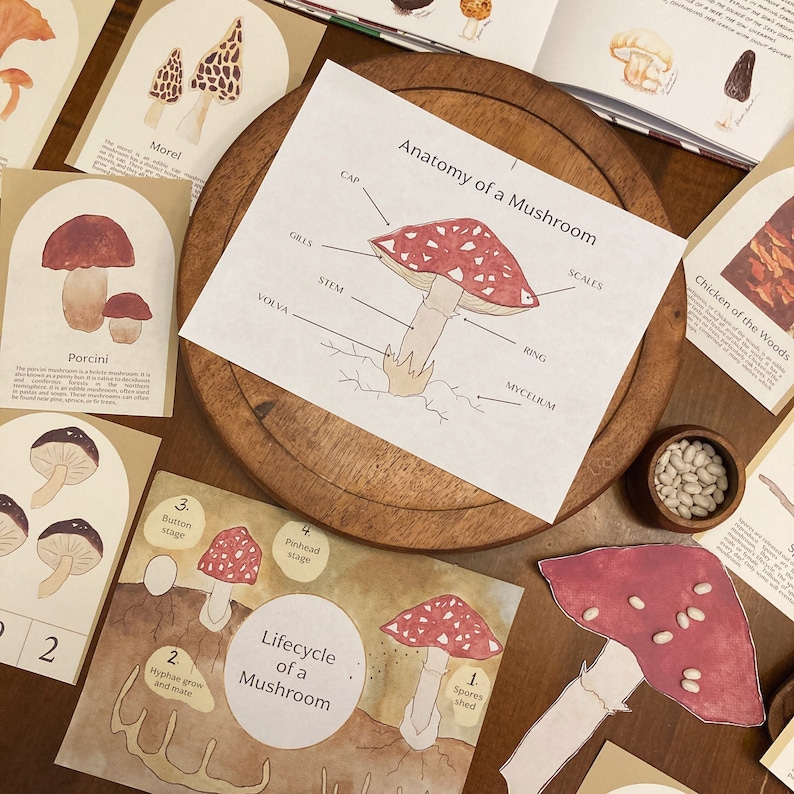 Mushroom Unit Study Bundle Watercolor Nature Education - Etsy