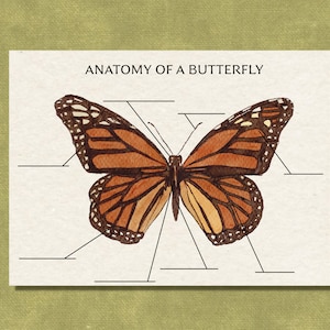 Anatomy of a Butterfly - Monarch Butterfly Study - Printable Nature ...