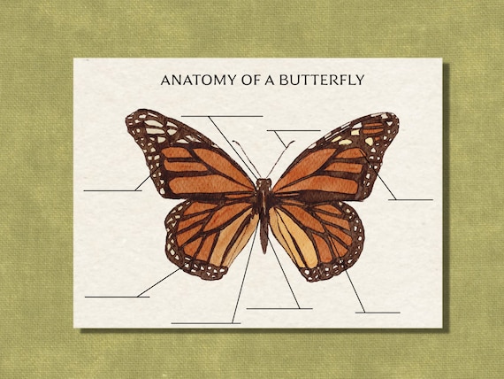 Hoja De Trabajo Sobre Las Partes De Una Mariposa